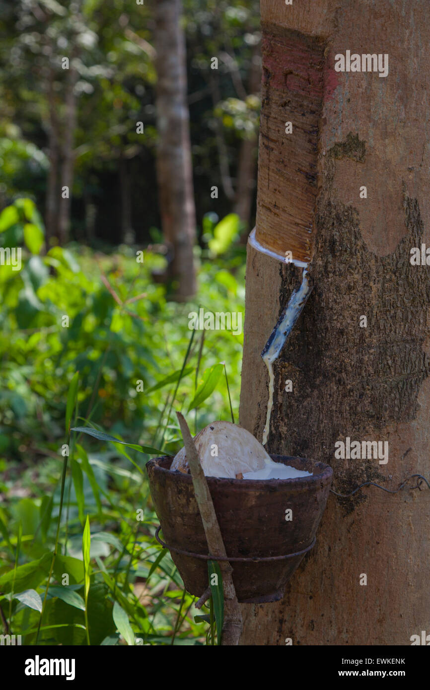 Gum Tree Plantation, near Khao Sok National park. Thailand Stock Photo ...