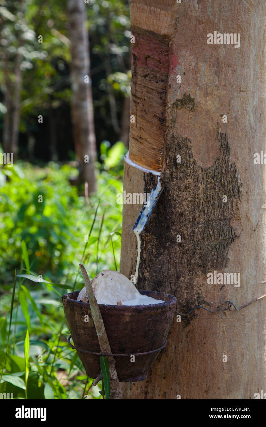 Gum tree plantation hi-res stock photography and images - Alamy