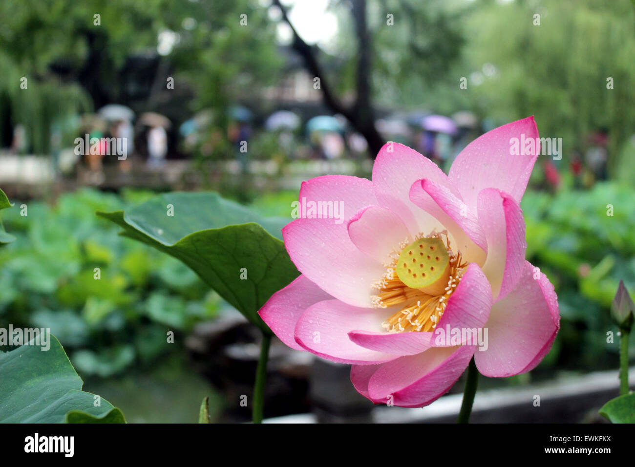 Zhuozheng yuan hi-res stock photography and images - Alamy