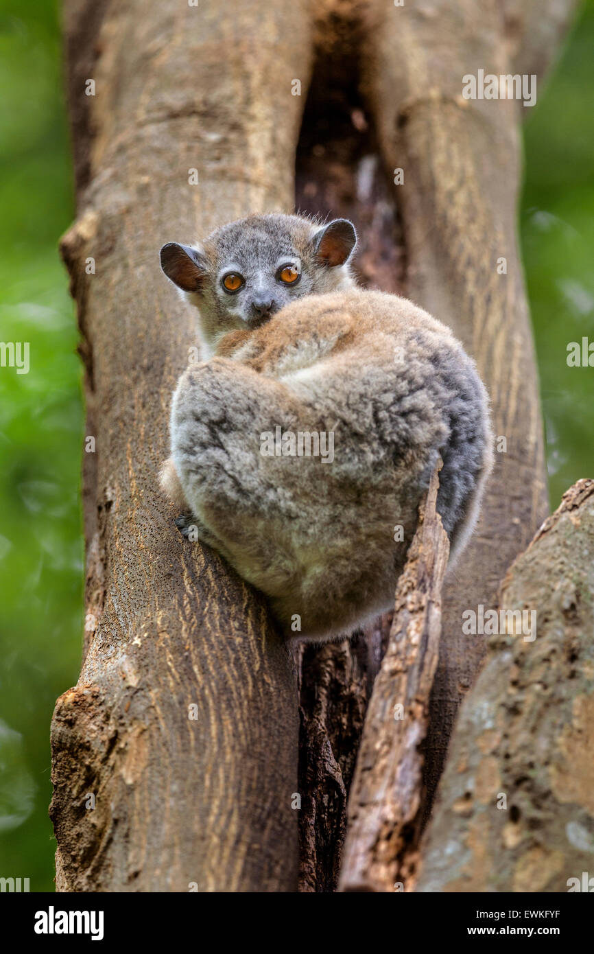 White footed sportive lemurs hi-res stock photography and images - Alamy