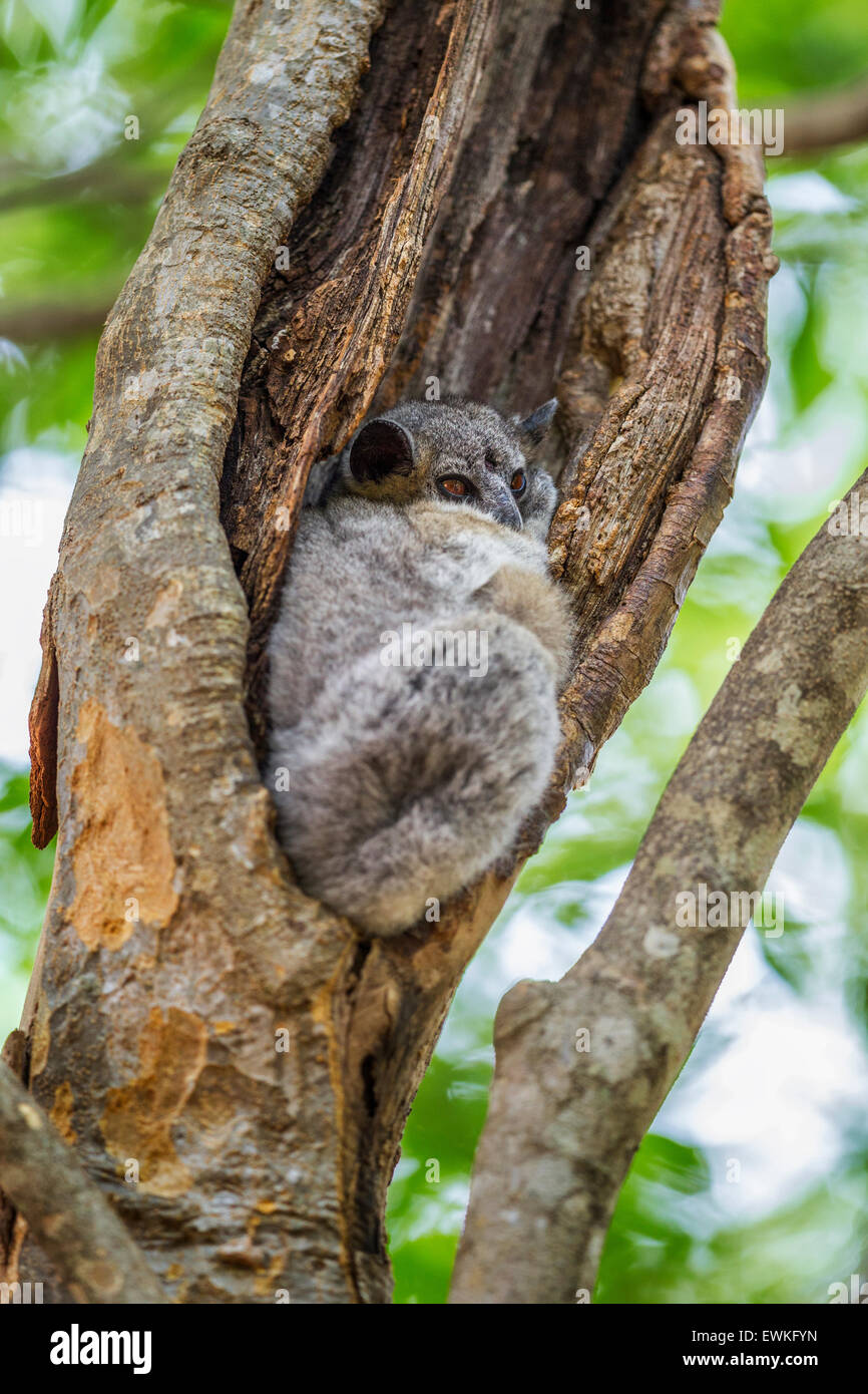 A portrait of a White-footed Sportive lepilemur in a tree, Berenty ...
