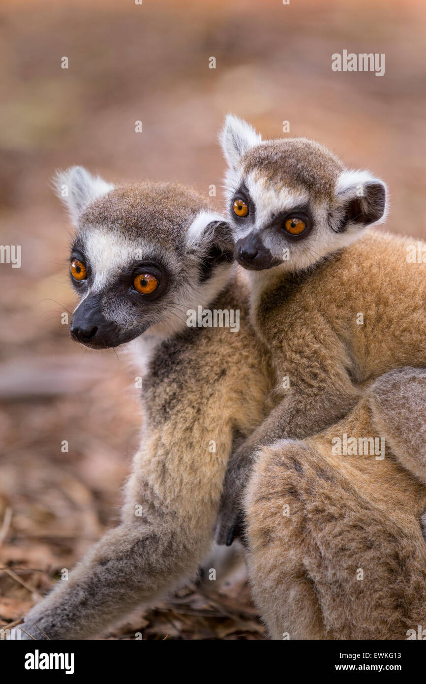 Baby lemur hi-res stock photography and images - Alamy