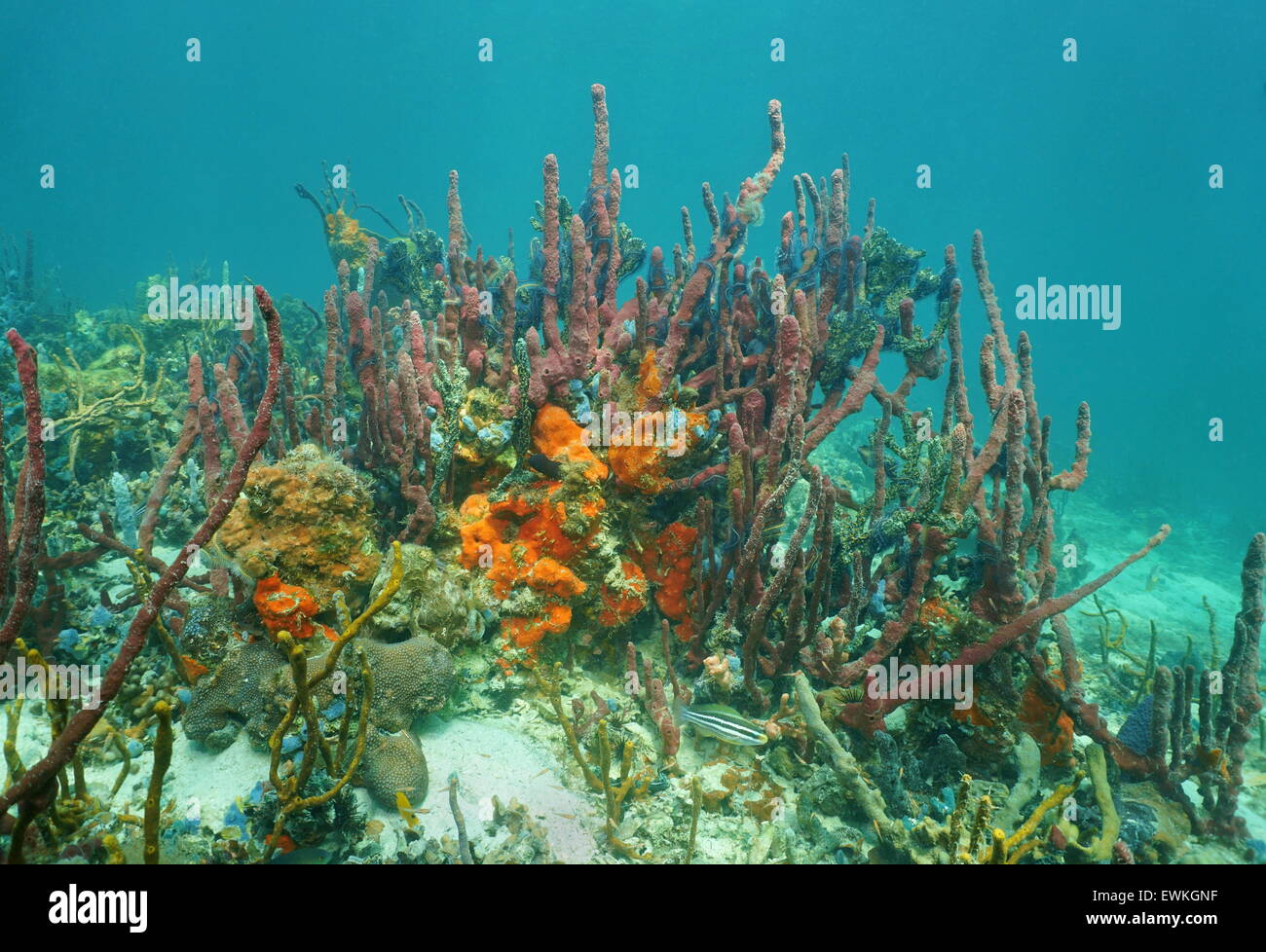 Colorful sea sponge animals underwater, mostly red tree sponge in a ...