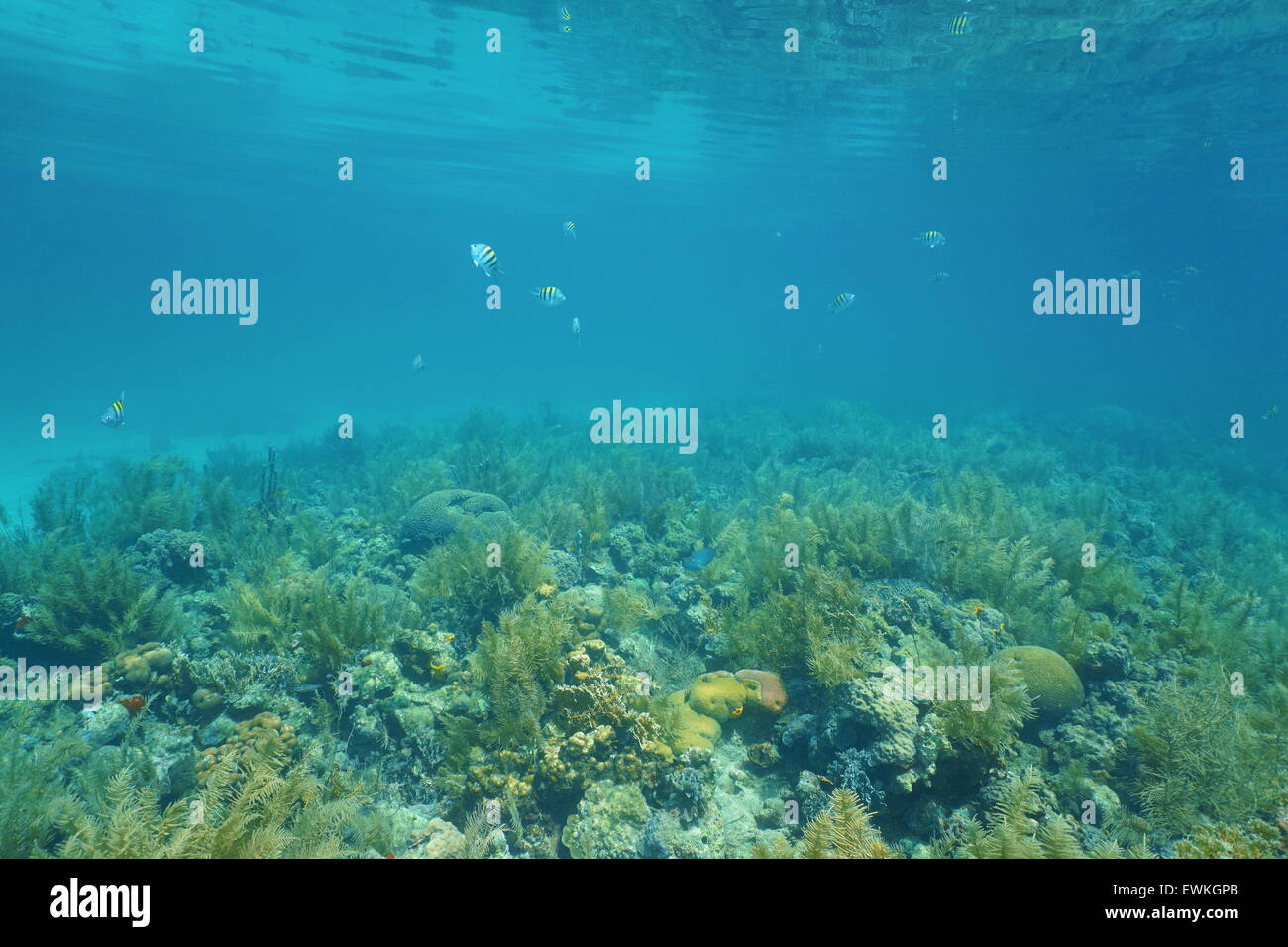 Underwater landscape on a shallow coral reef with calm water surface in ...