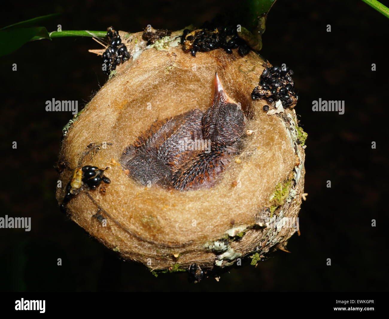 Two baby bird of rufous-tailed hummingbird in the nest, Central America ...