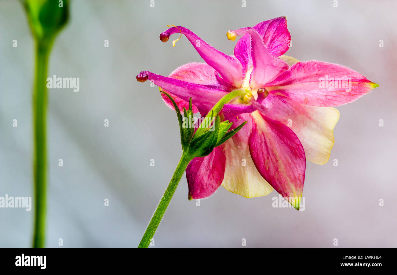 Aquilegia vulgaris European Columbine, Common Columbine or Granny ...