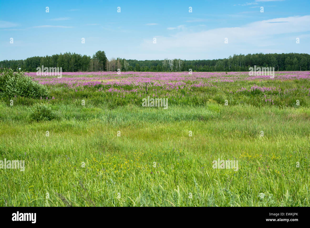 beautiful summer Russian field Stock Photo - Alamy