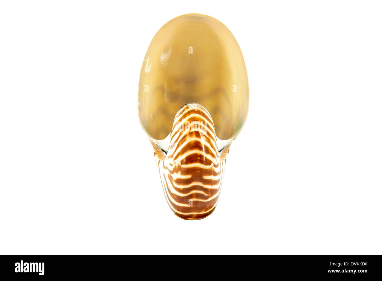 Nautiloid fossil hi-res stock photography and images - Alamy