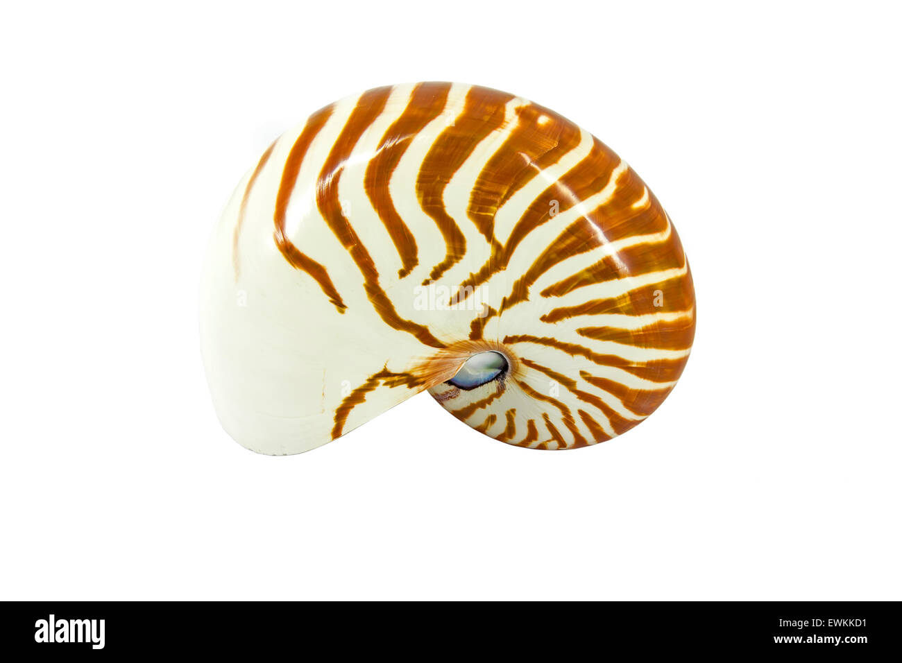 Nautiloid High Resolution Stock Photography and Images - Alamy