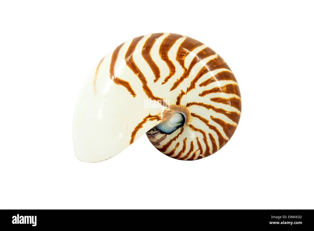 Chamber nautilus Cut Out Stock Images & Pictures - Alamy