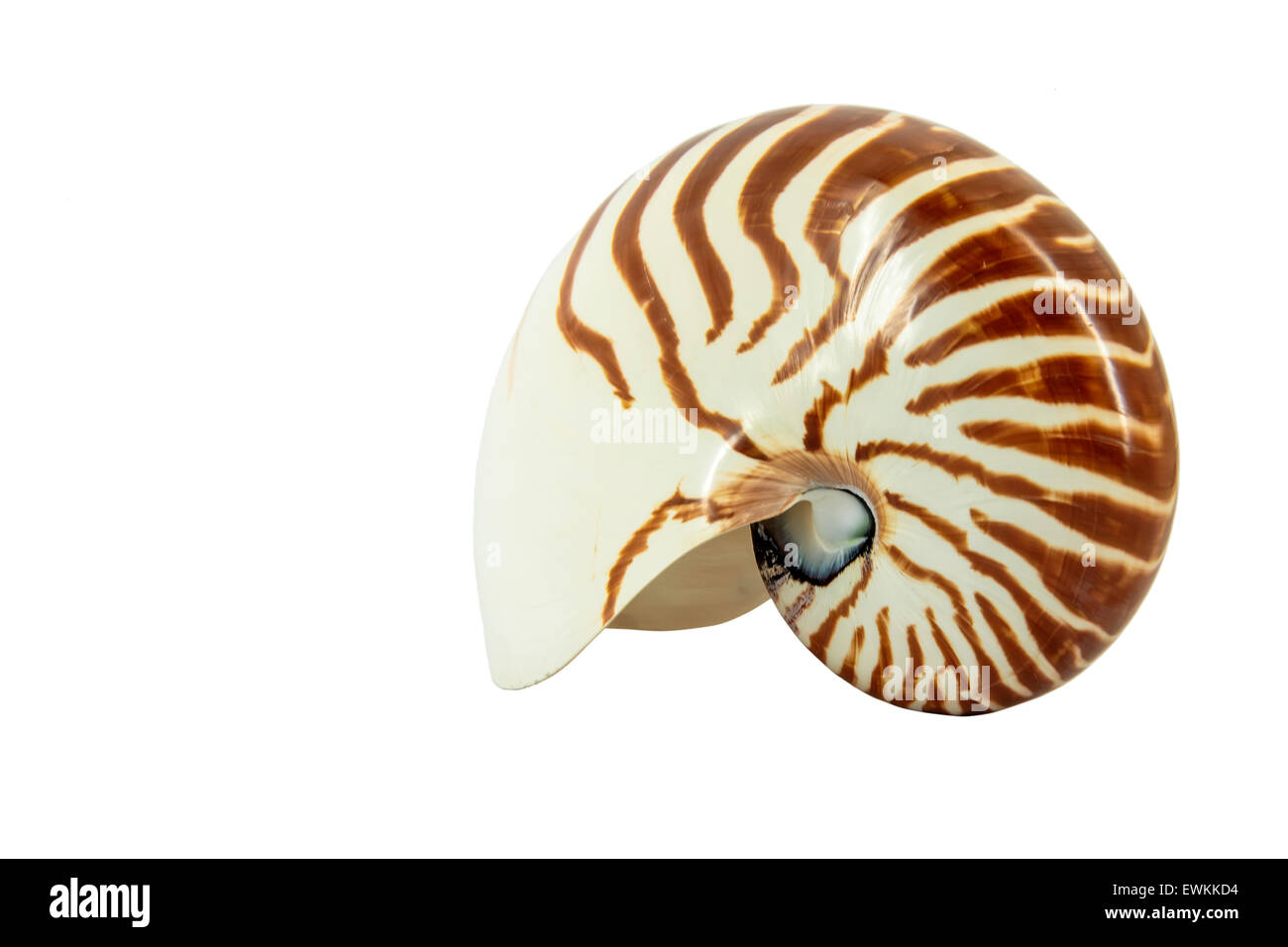 Nautiloid hi-res stock photography and images - Alamy