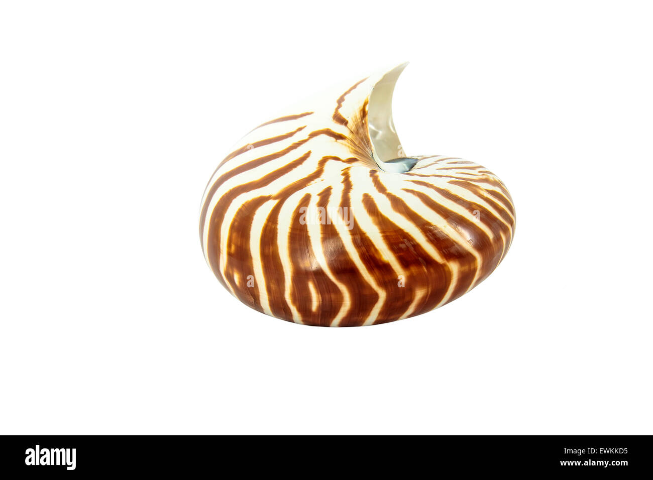 Mollusca nautilus hi-res stock photography and images - Alamy