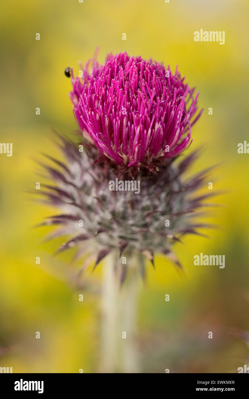 Pink Thistle with yellowish background Stock Photo - Alamy