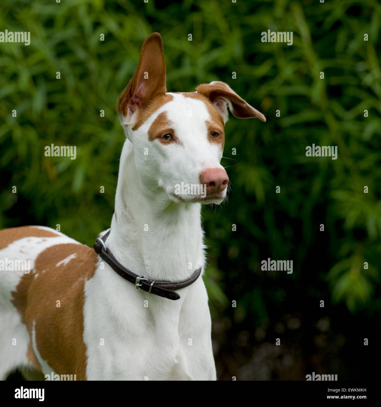 Ibizan hound dog Stock Photo - Alamy