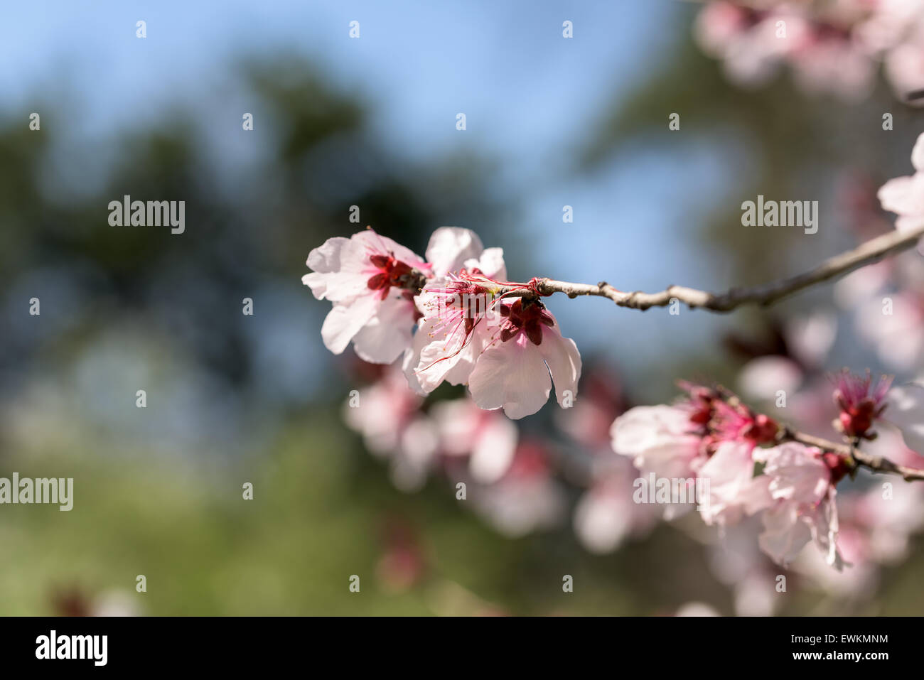 Japanese sakura blooming pink flowers hi-res stock photography and ...