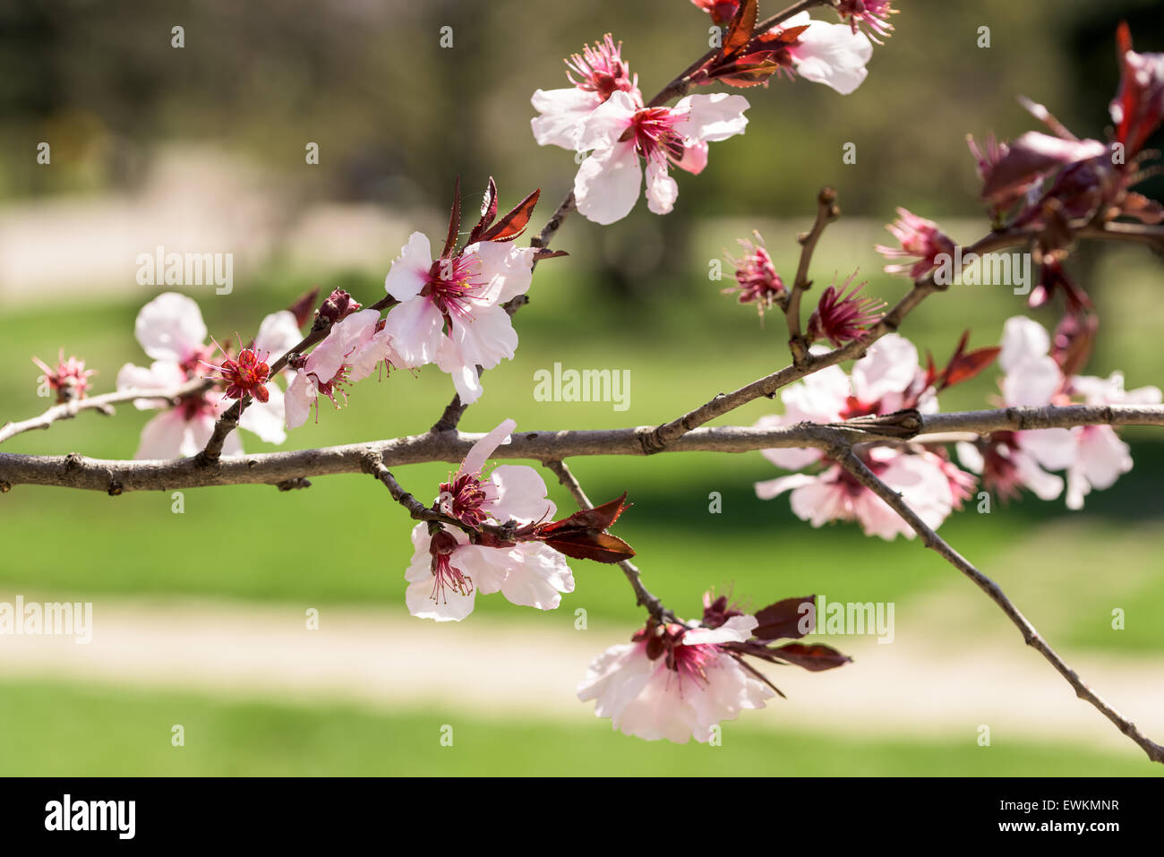 Pink flowers blooming japanese sakura hi-res stock photography and ...