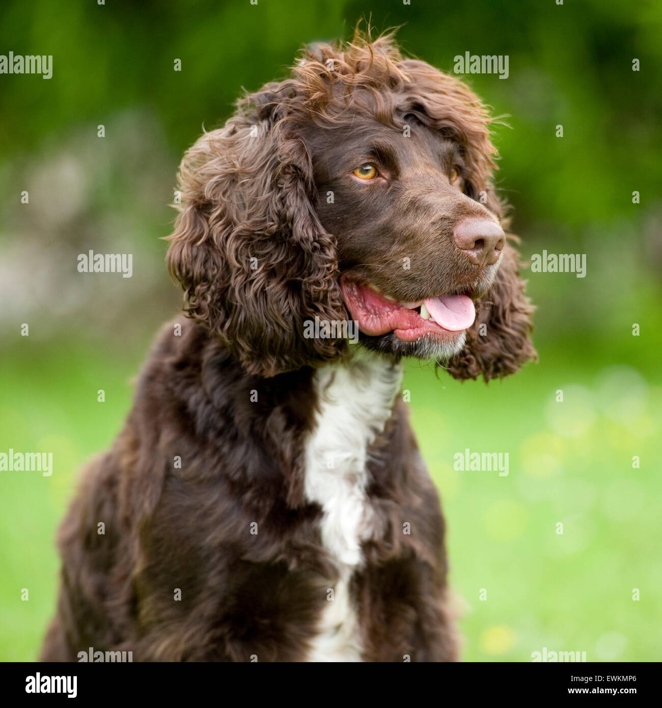 working type cocker spaniel dog Stock Photo - Alamy