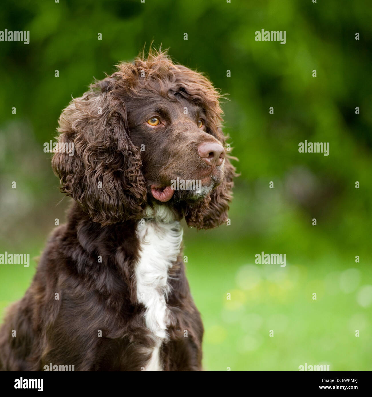 working cocker spaniel Stock Photo - Alamy