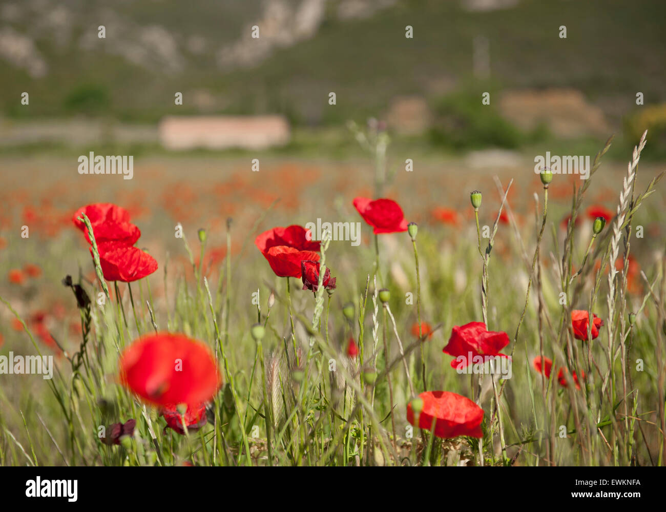 Poppies landscape hi-res stock photography and images - Alamy