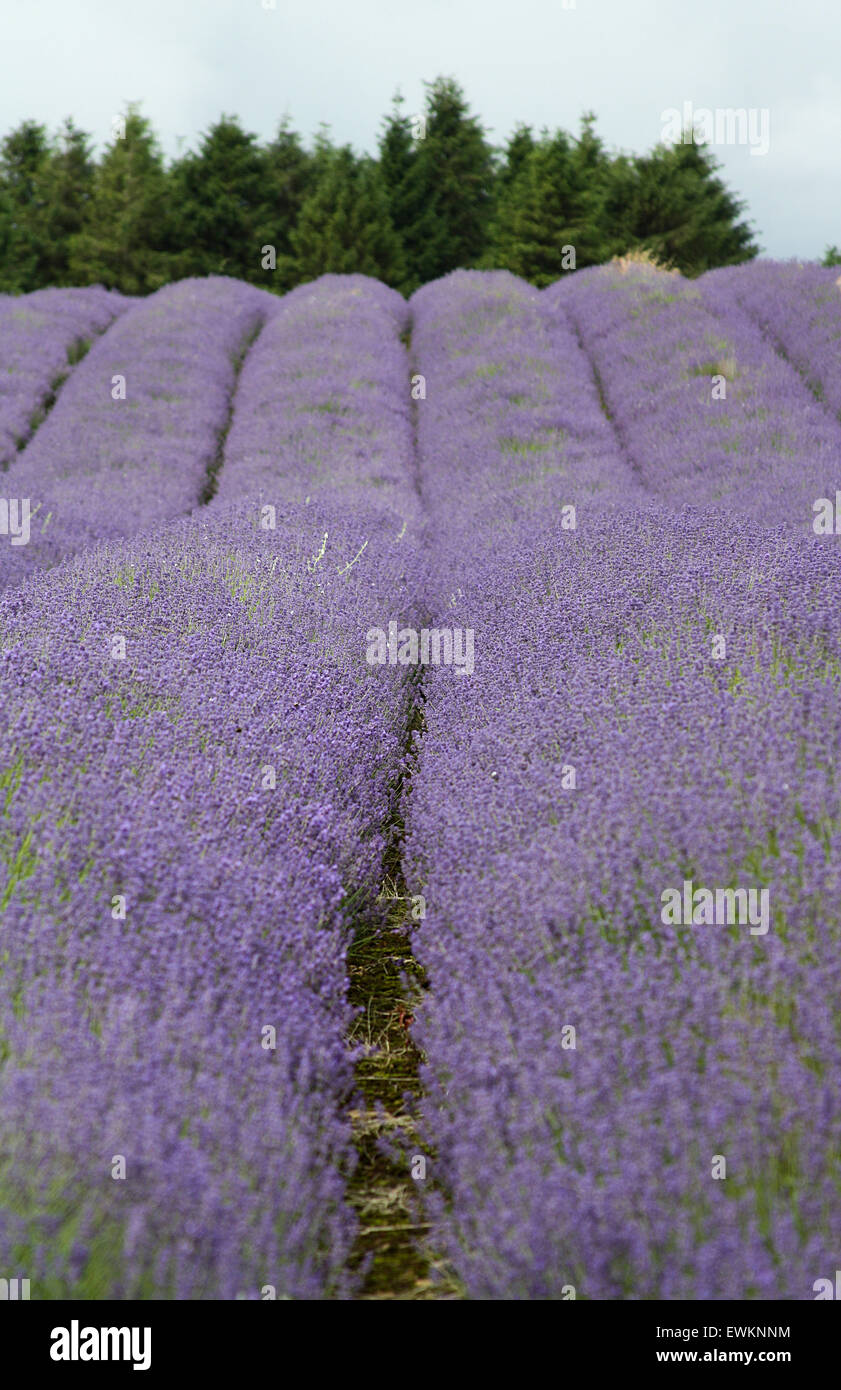Rows of lavender in bloom hi-res stock photography and images - Alamy