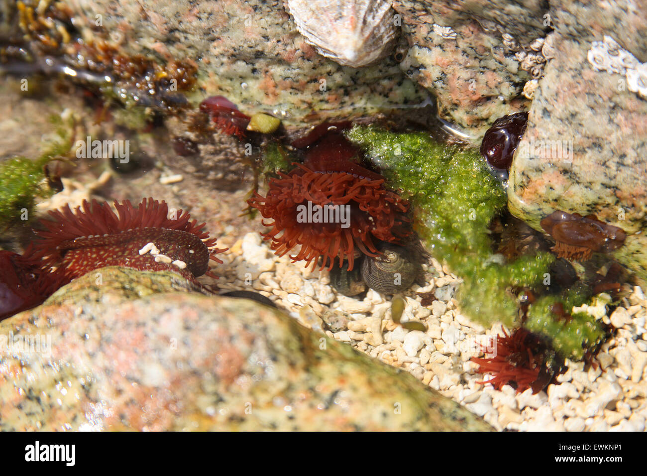 Rock pool with Sea anemones shells and tiny pieces of coral Stock Photo ...