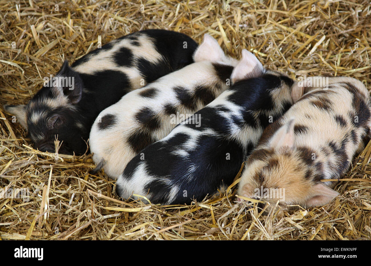 Gloucestershire Old Spots piglets sleeping in some straw Stock Photo ...
