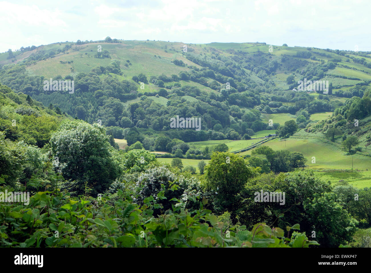 A lush leafy green countryside wooded Welsh hills and valley in summer ...