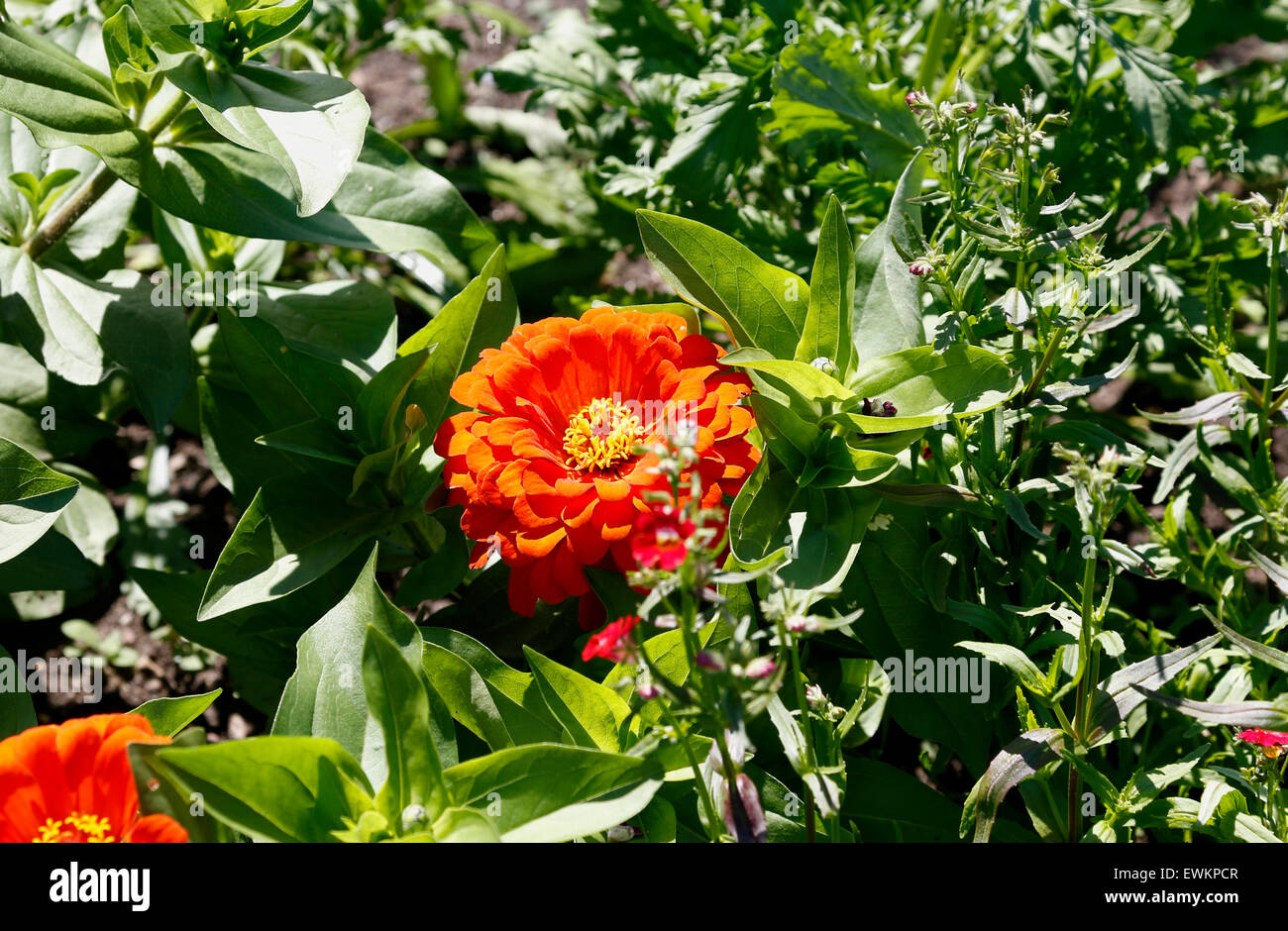 This orange Zinnia is native to North America. Members of the family ...