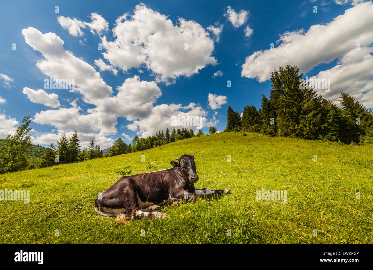 Cow on mountain pasture in the alps Stock Photo - Alamy