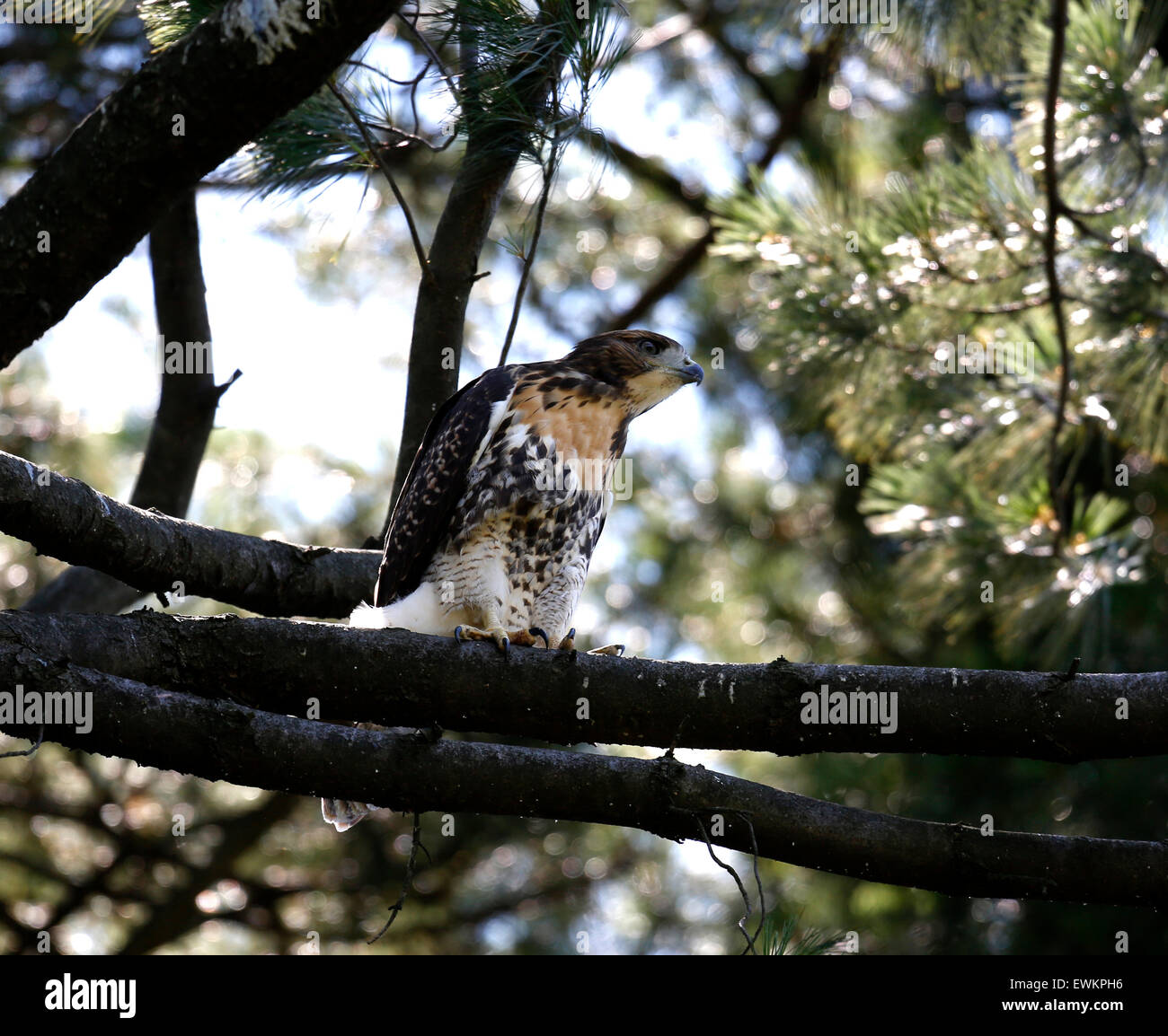 Chicken hawk hi-res stock photography and images - Alamy