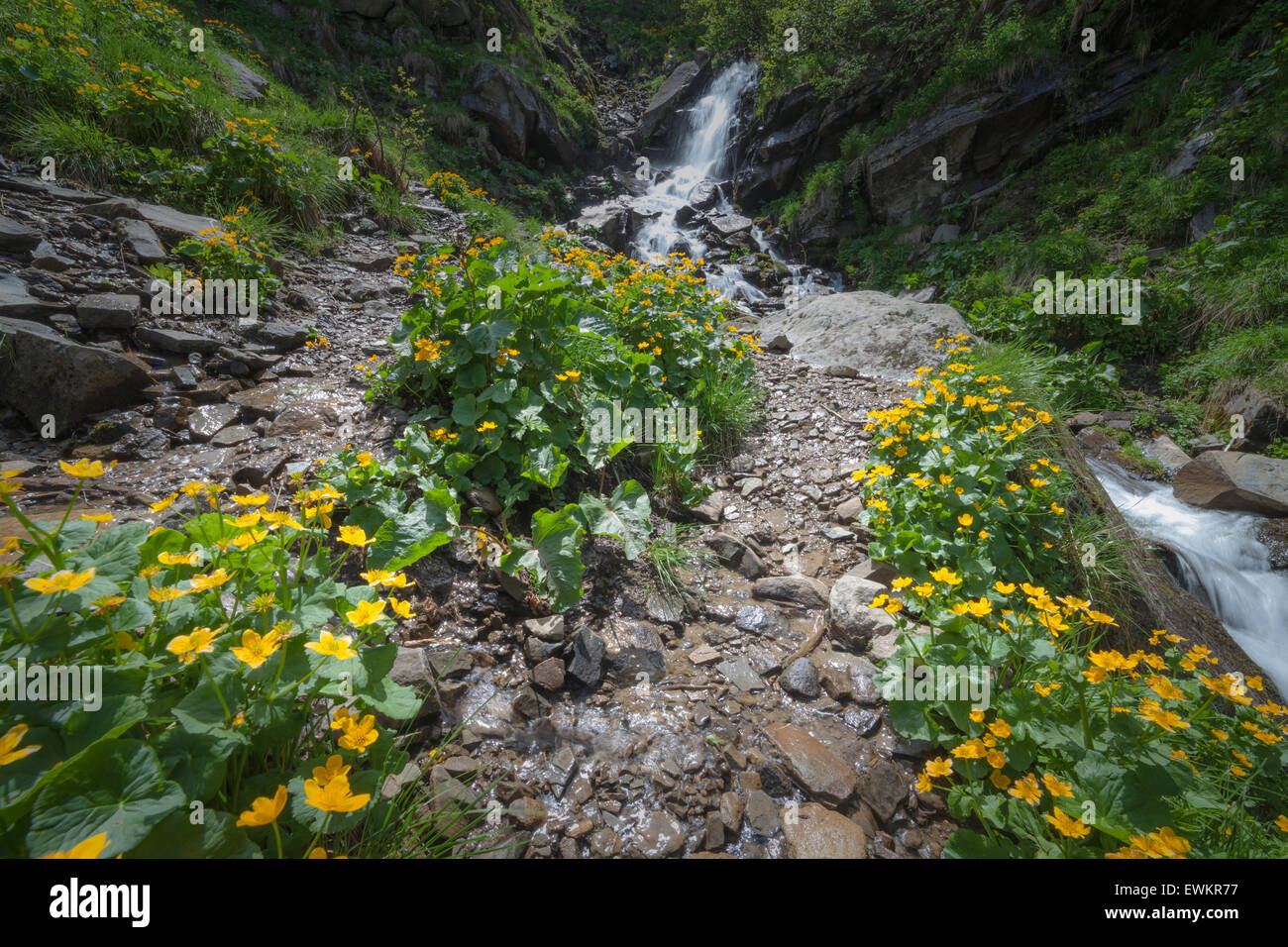Beautiful small waterfall In Mountains, Ukraine. The White water ...