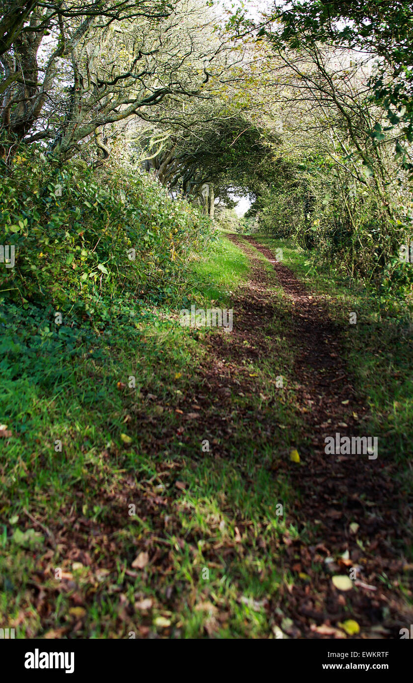 Path walk under trees hi-res stock photography and images - Alamy