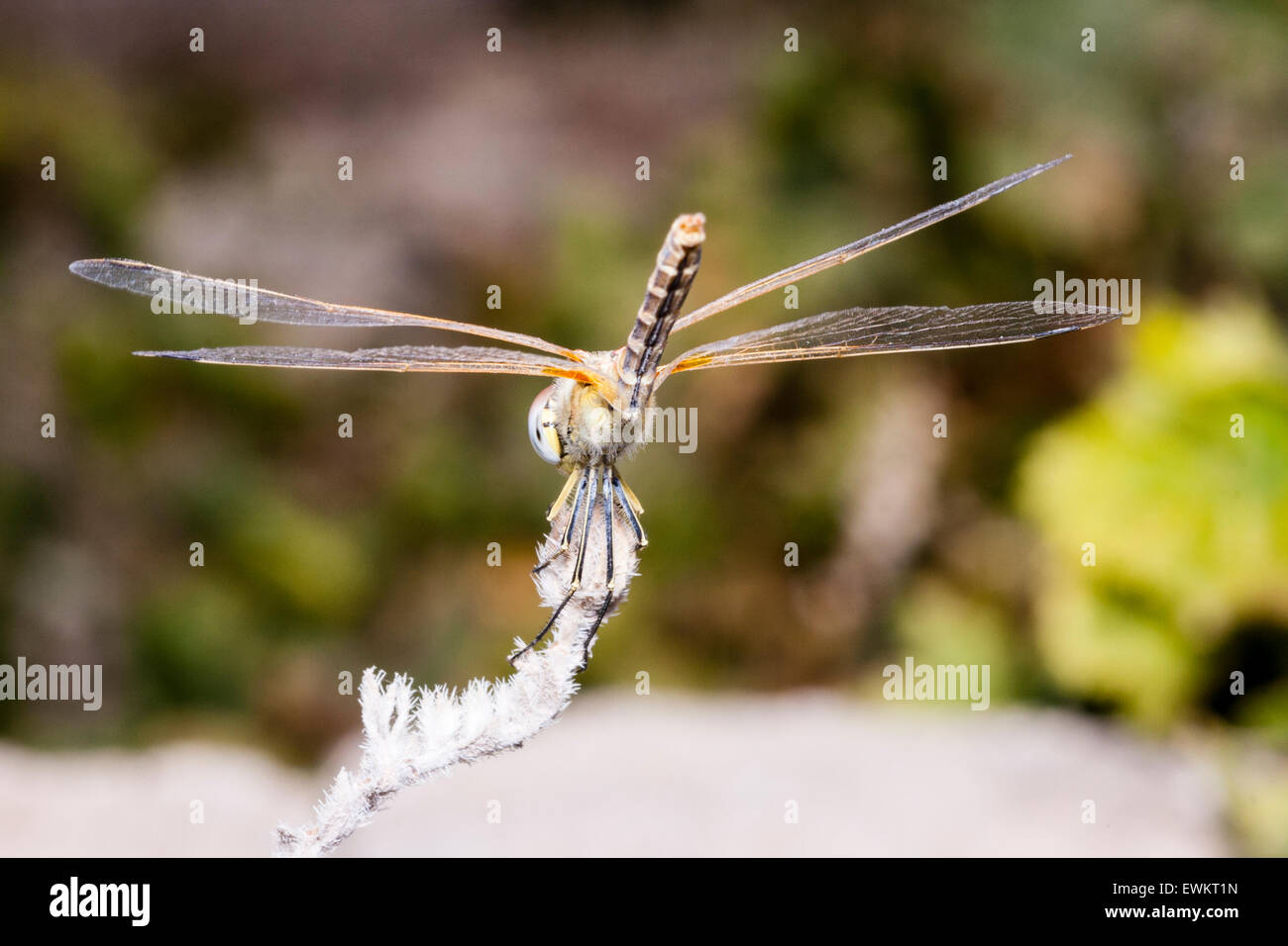Santorini island. Female Red Veined Darter (Sympetrum fonscolombii ...