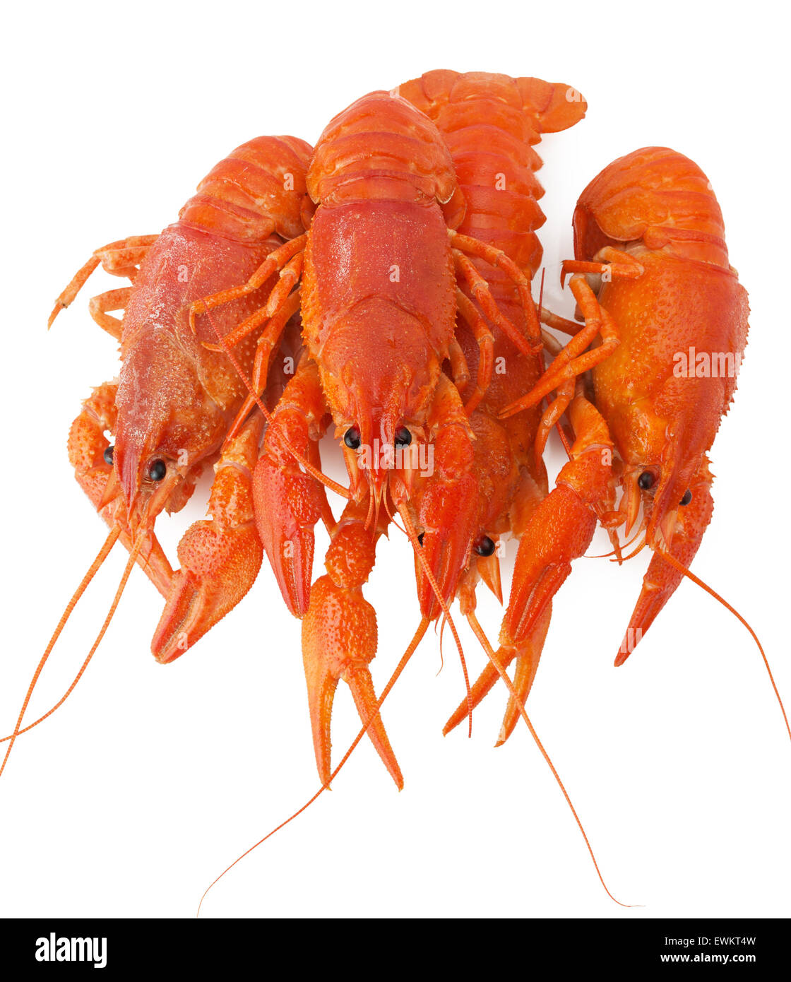 red lobsters isolated on the white background Stock Photo - Alamy