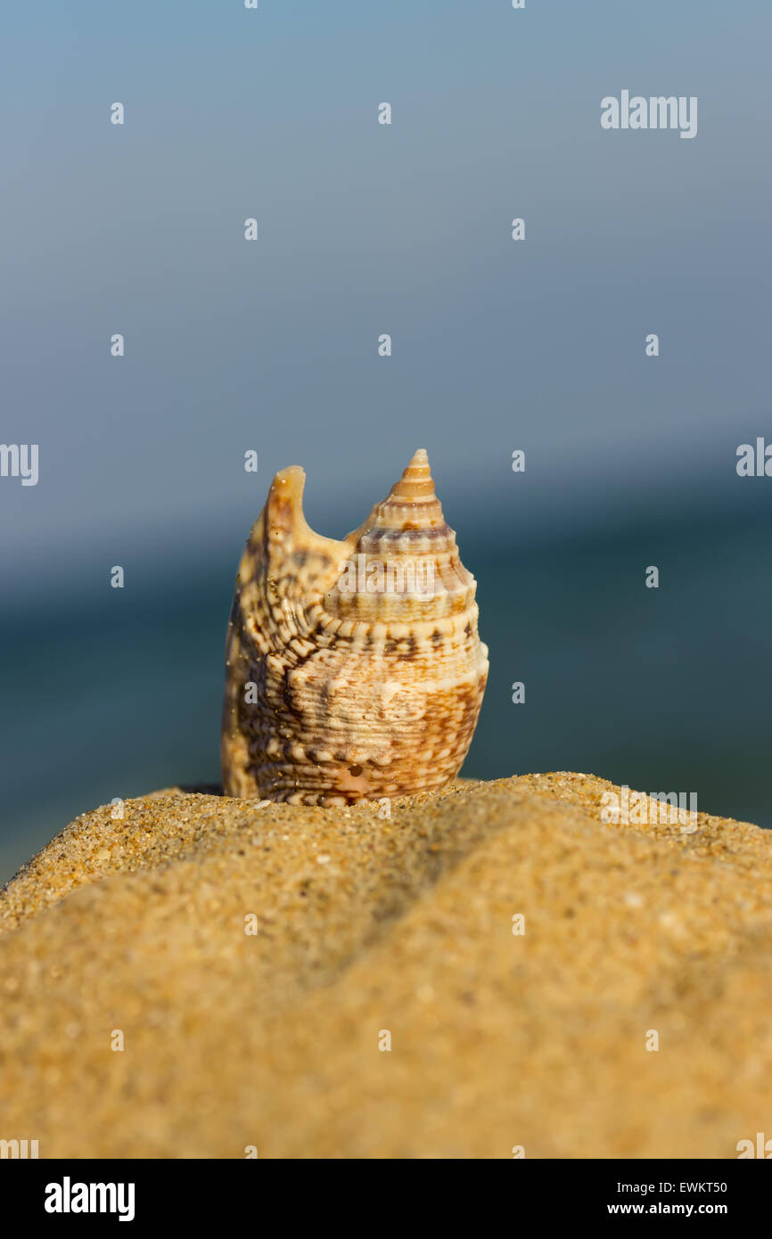 marine shell on the sand Stock Photo - Alamy