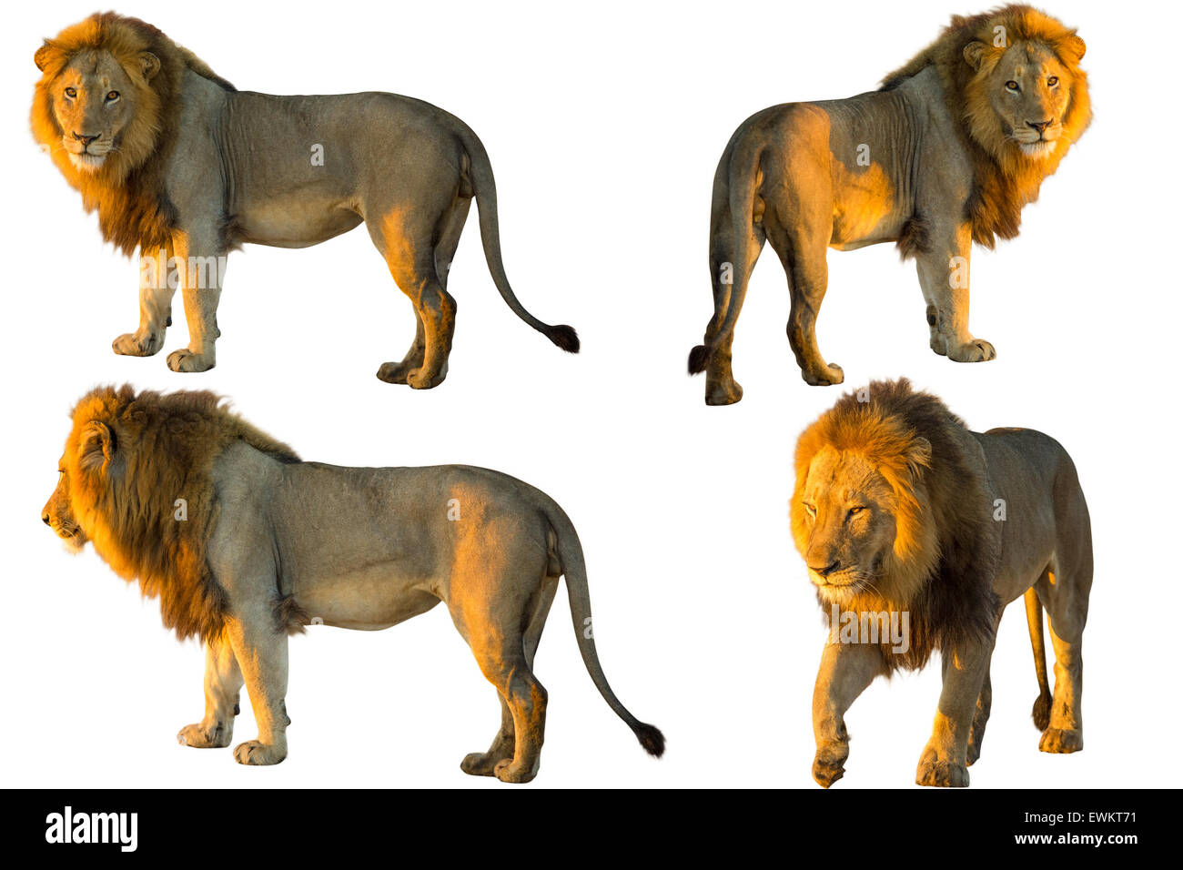 Four lions were Cut Out Stock Images & Pictures - Alamy