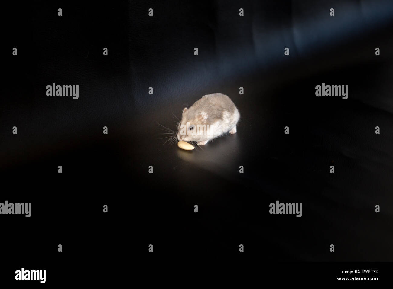 Siberian dwarf hi-res stock photography and images - Alamy