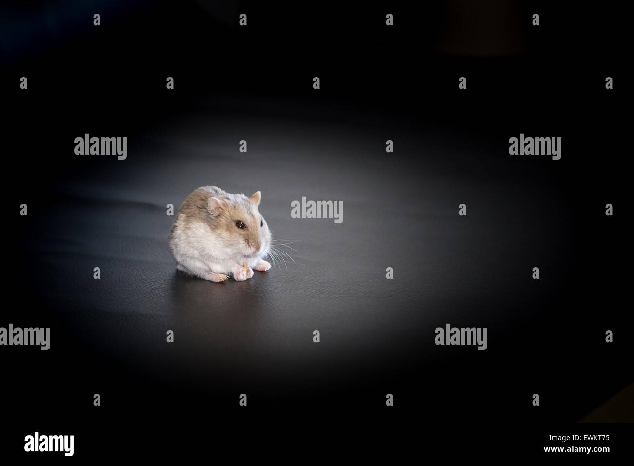 Black and white hamster hi-res stock photography and images - Alamy