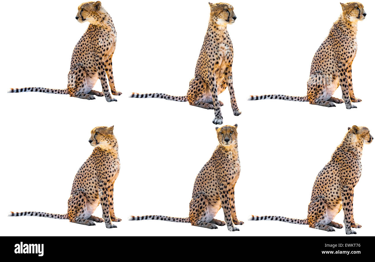 Cheetah side view Cut Out Stock Images & Pictures - Alamy