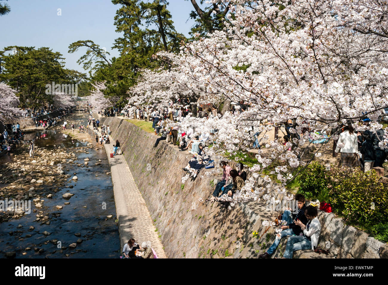 Crowded springtime scene of people walking under rows of cherry blossom ...