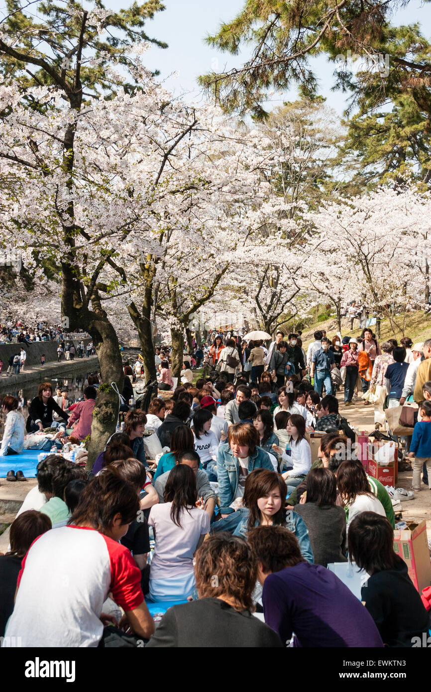 Crowded springtime scene of people walking under rows of cherry blossom ...