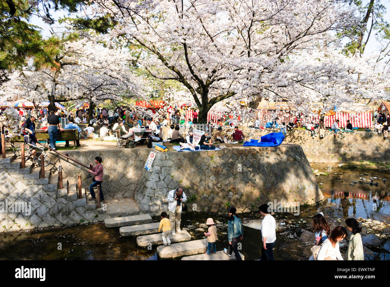 Crowded springtime scene of people walking under rows of cherry blossom ...
