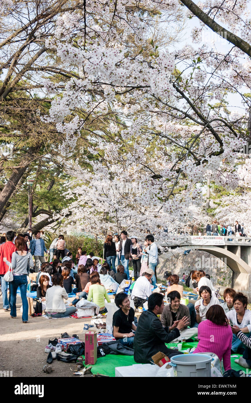 Crowded springtime scene of people walking under rows of cherry blossom ...