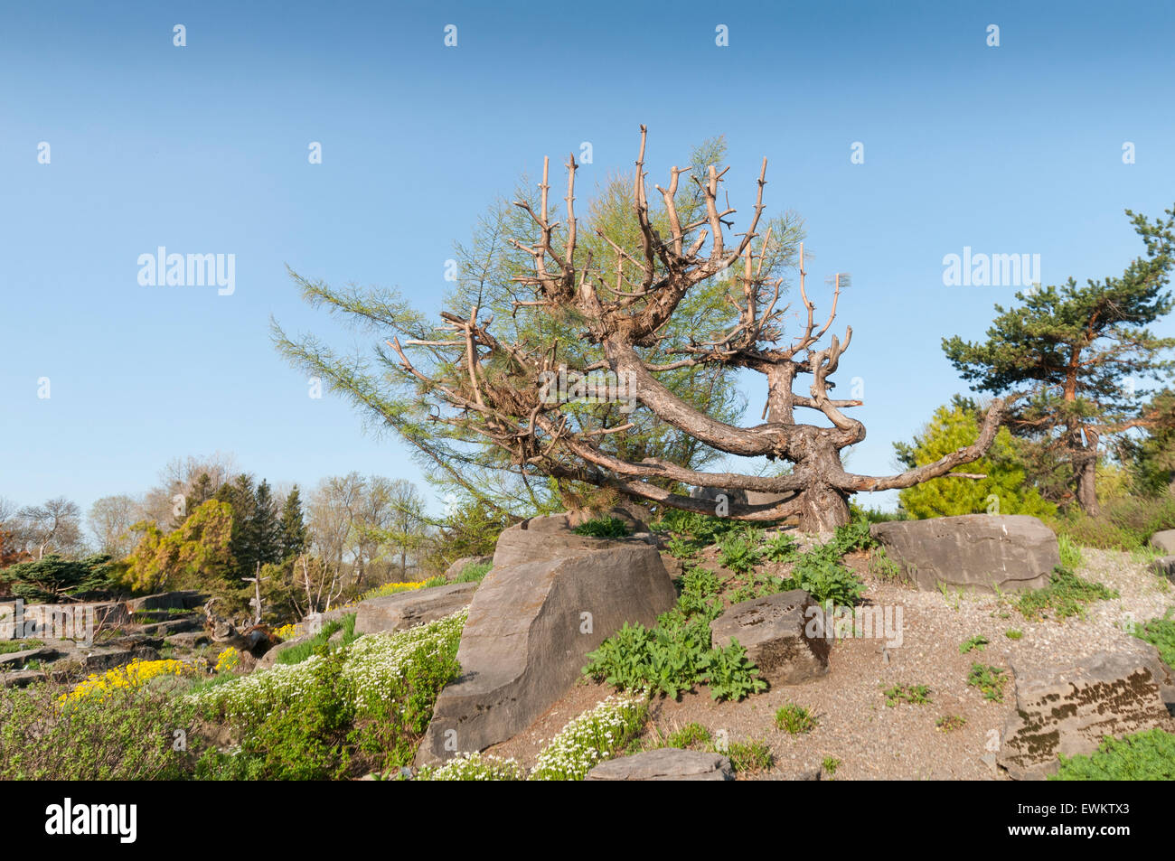 Tree without leaves in a garden Stock Photo - Alamy