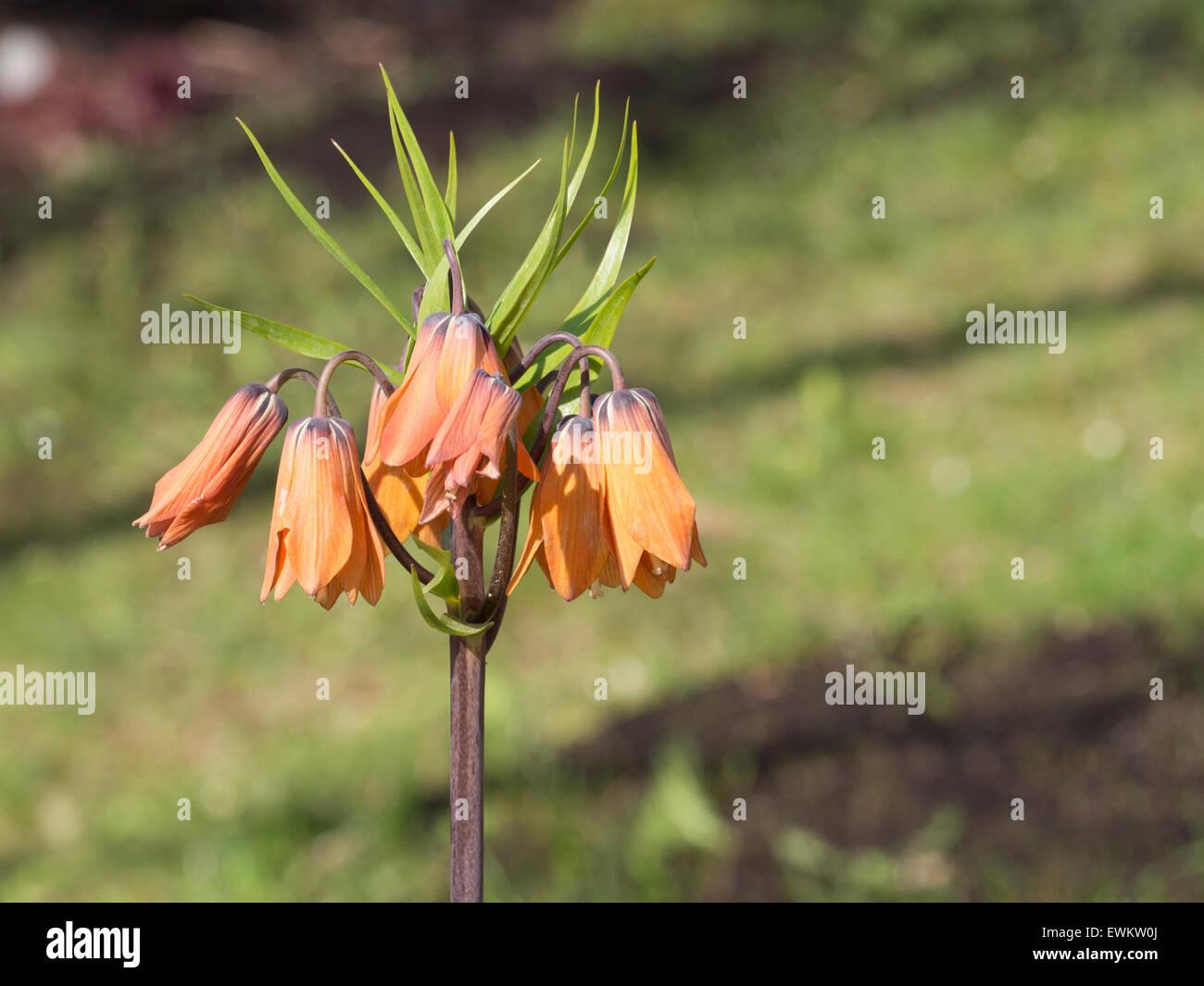 Beautiful orange spring flowers in bloom Stock Photo - Alamy
