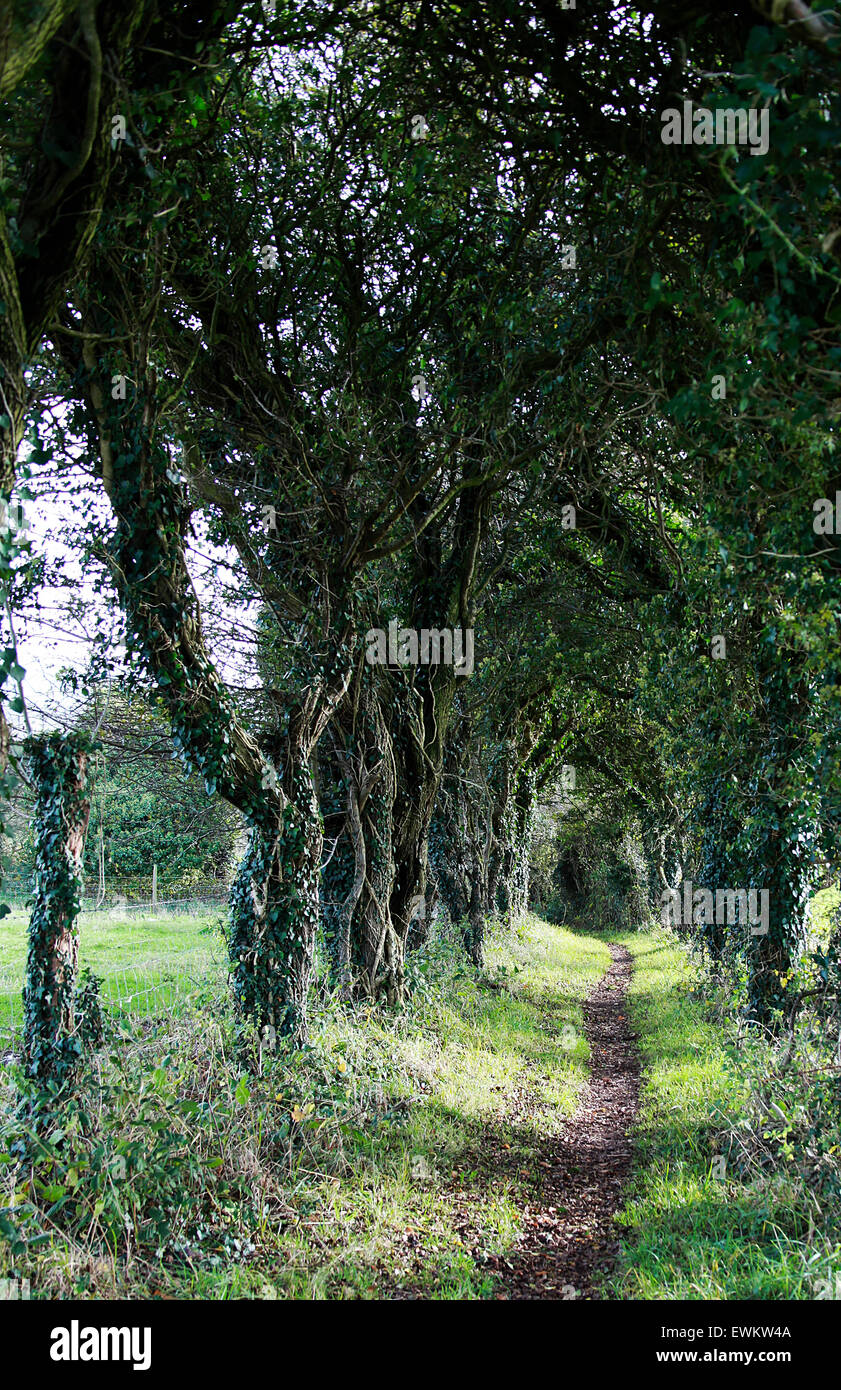 Little path in between trees which are forming an arch Stock Photo - Alamy