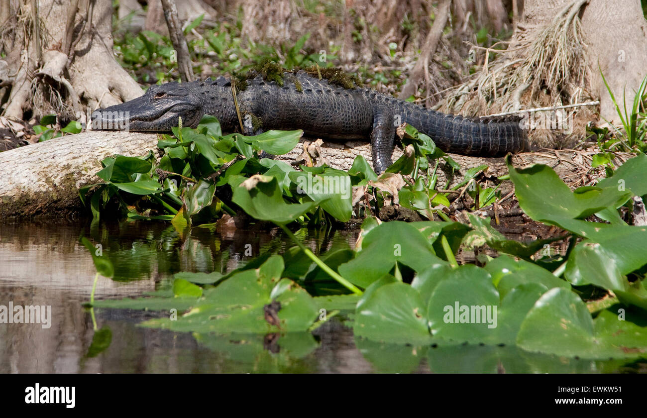 An alligator basks on the bank of the spring-fed Silver River near ...
