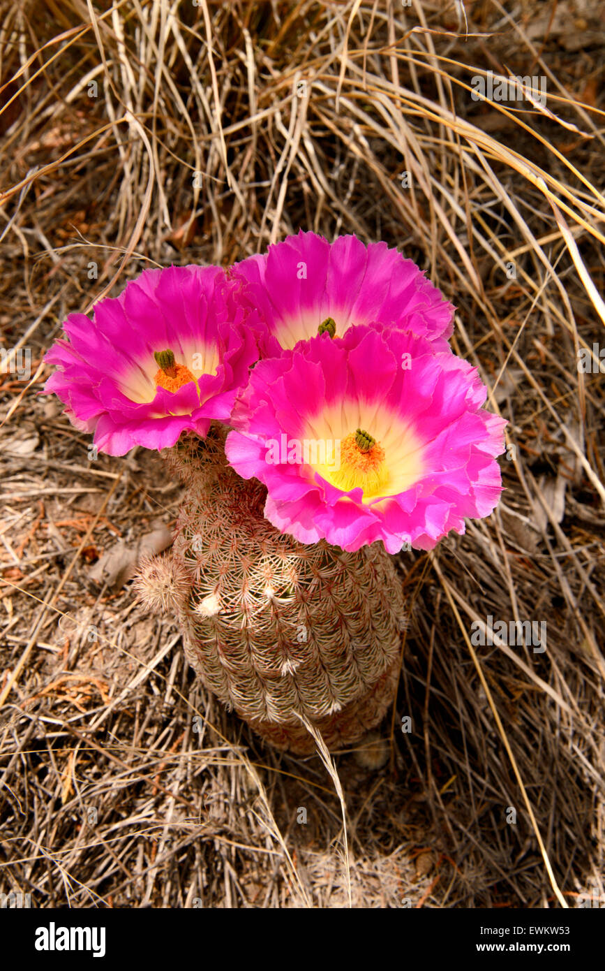 Rainbow Plant In The Desert