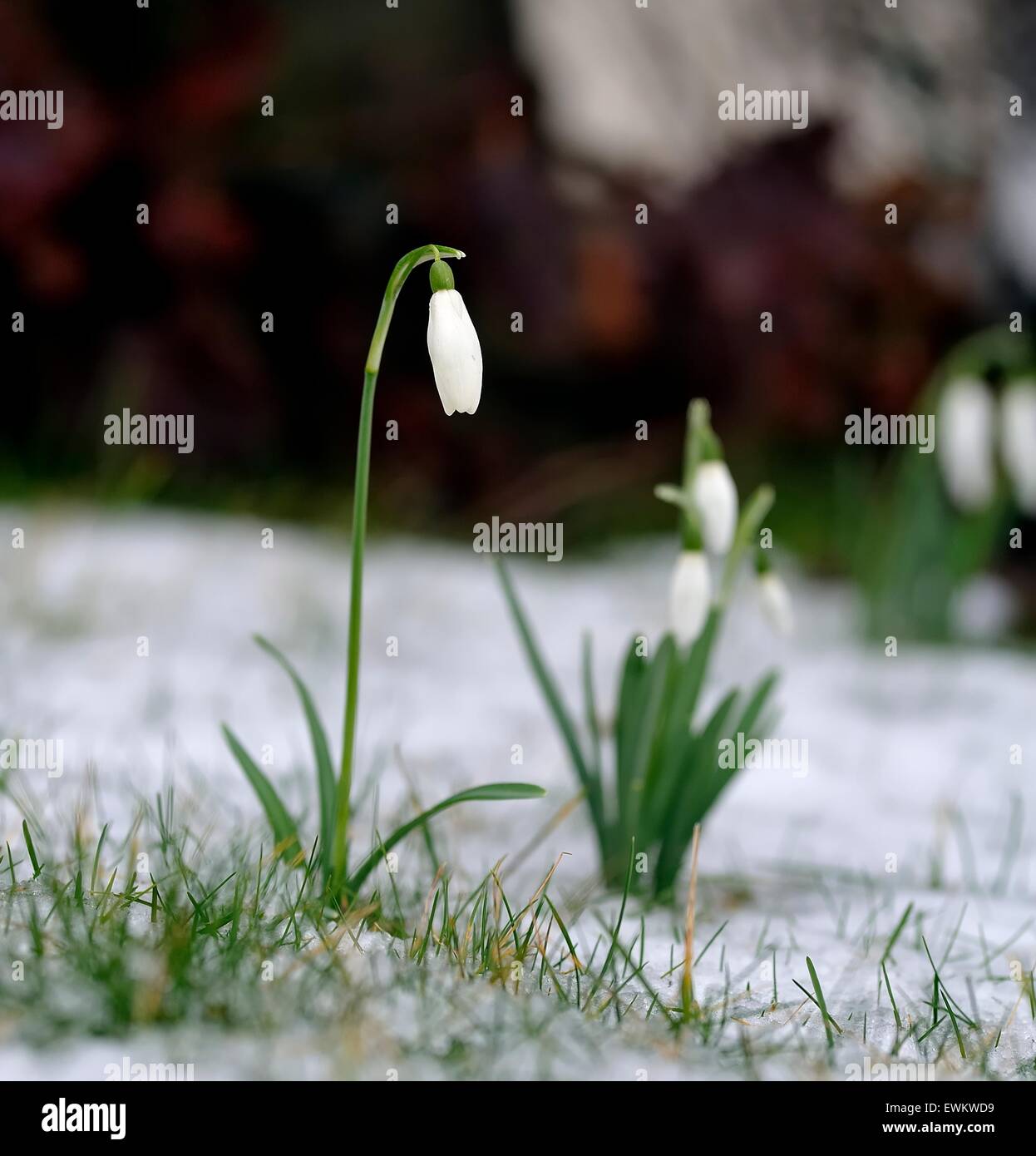 Snow Drops in the Snow Stock Photo - Alamy