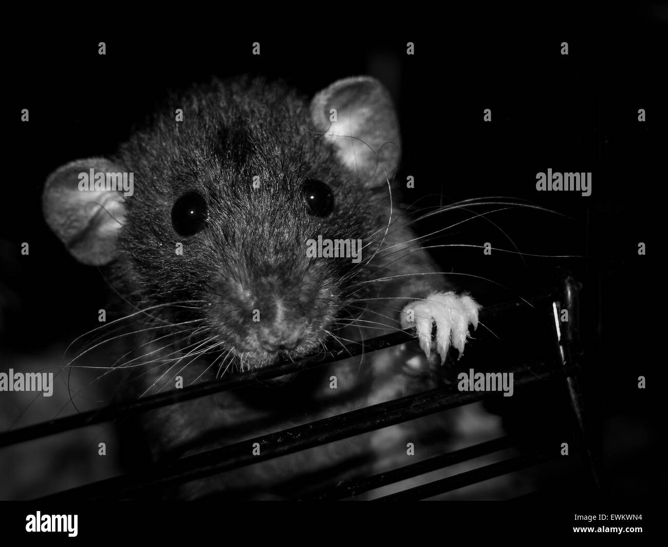 White dumbo rats Black and White Stock Photos & Images - Alamy